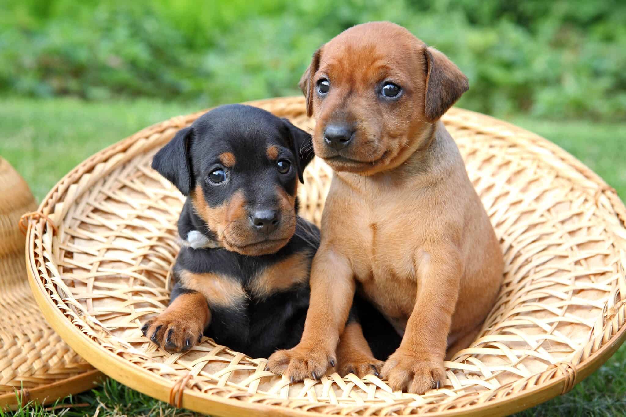 10 Best Miniature Pinscher Breeders (2025 Updated)