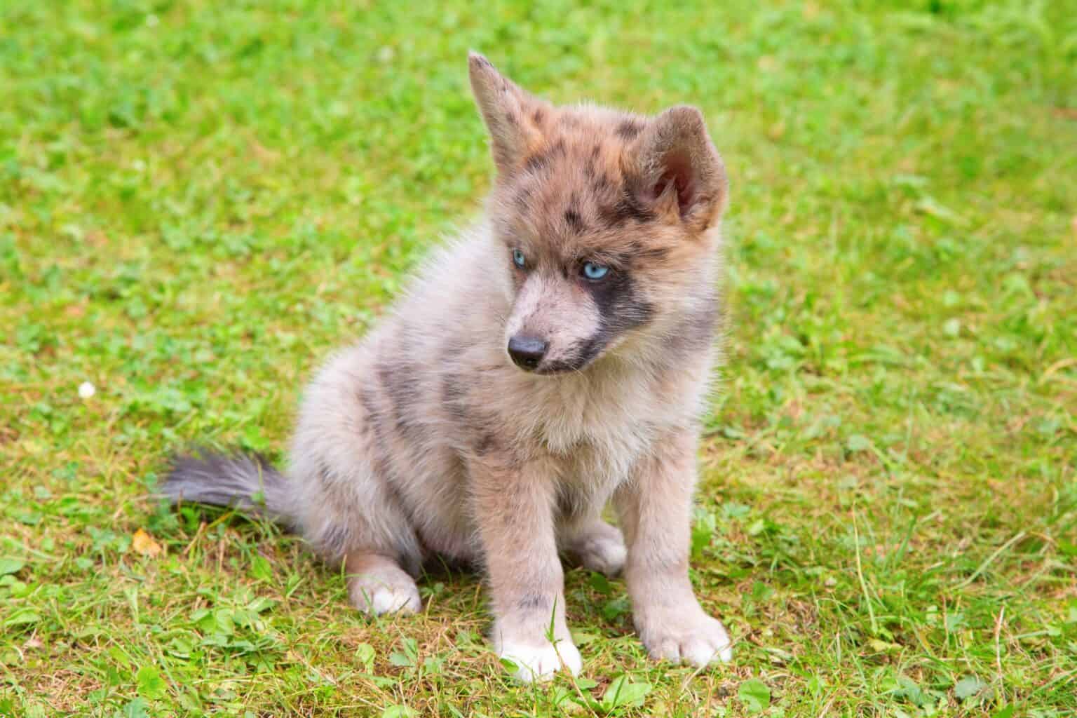 10 Best Pomsky Breeders (2024 Updated) - Happy Dog Breeds