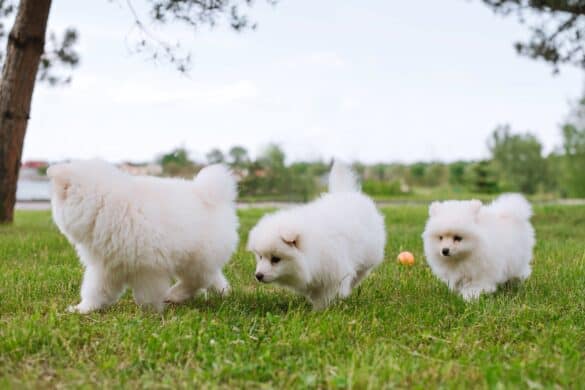10 Best Shih Tzu Breeders (2025 Updated) - Happy Dog Breeds
