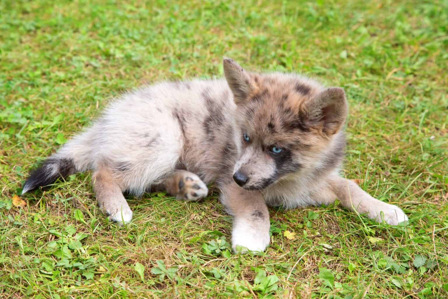 10 Best Pomsky Breeders (2025 Updated) - Happy Dog Breeds
