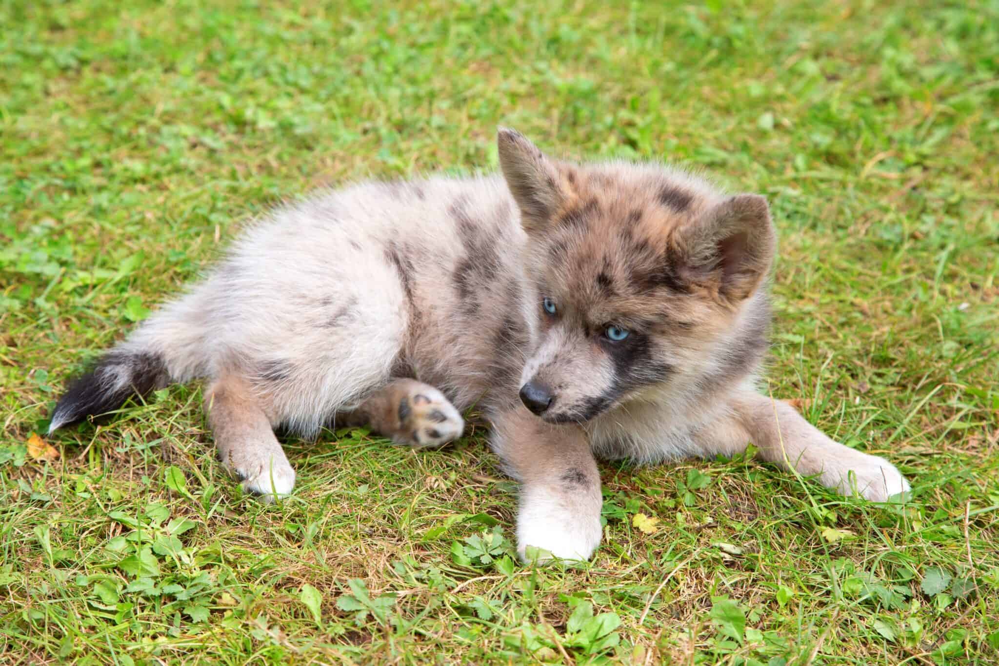 10 Best Pomsky Breeders (2025 Updated) - Happy Dog Breeds