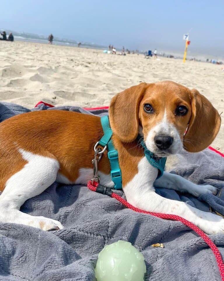 26 Beagle Colors and Markings (With Pictures)