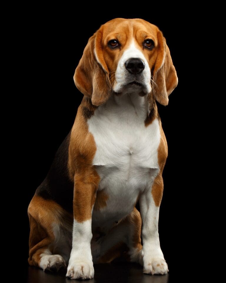 26 Beagle Colors and Markings (With Pictures)