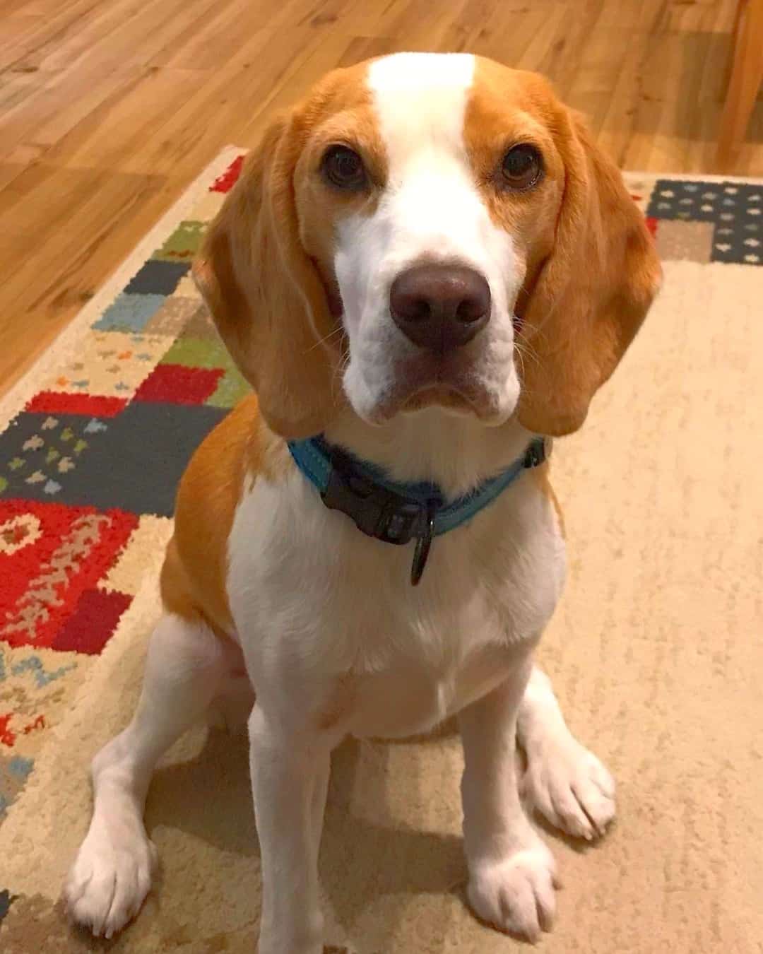 26 Beagle Colors and Markings (With Pictures)