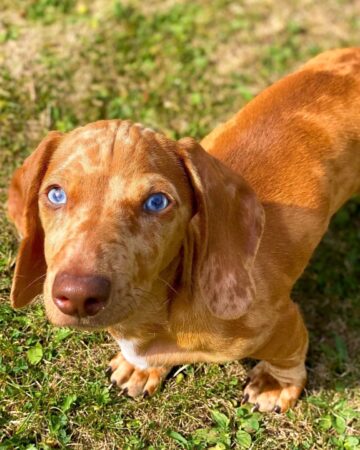 Dapple Dachshund: Breed Info, Patterns, Traits & Pictures