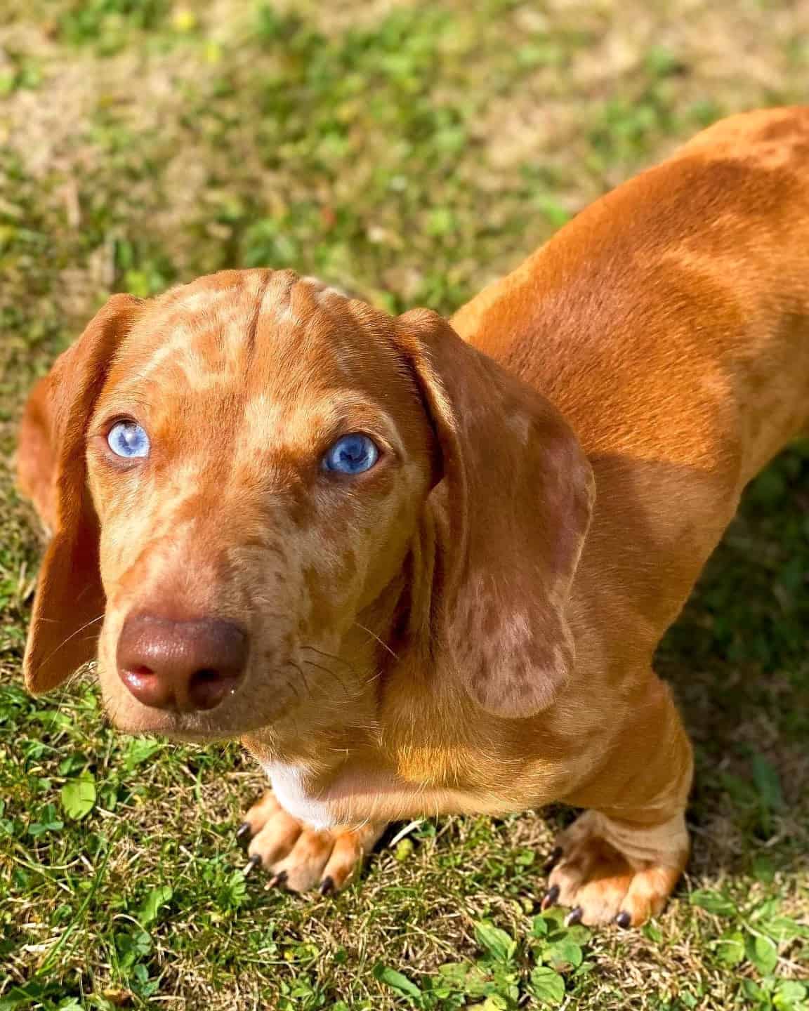 Dapple Dachshund: Breed Info, Patterns, Traits & Pictures