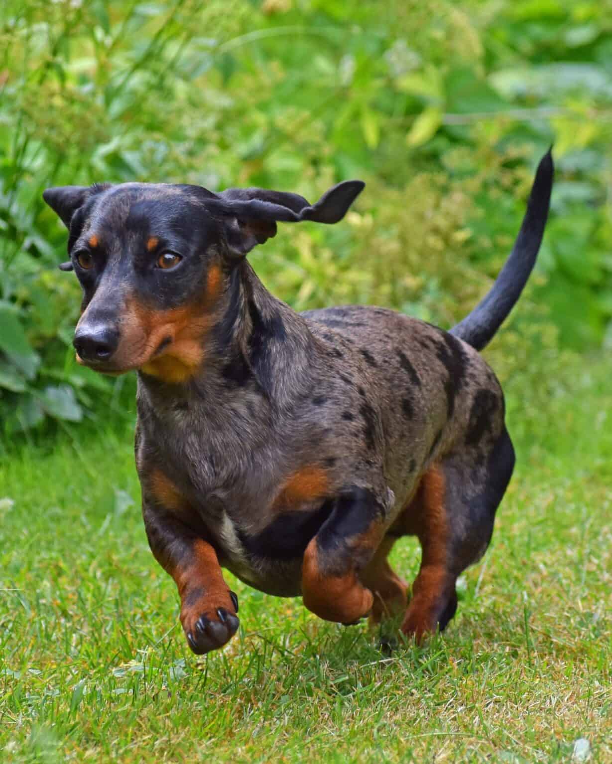 Dapple Dachshund: Breed Info, Patterns, Traits & Pictures