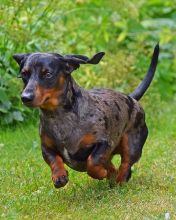 Dapple Dachshund: Breed Info, Patterns, Traits & Pictures