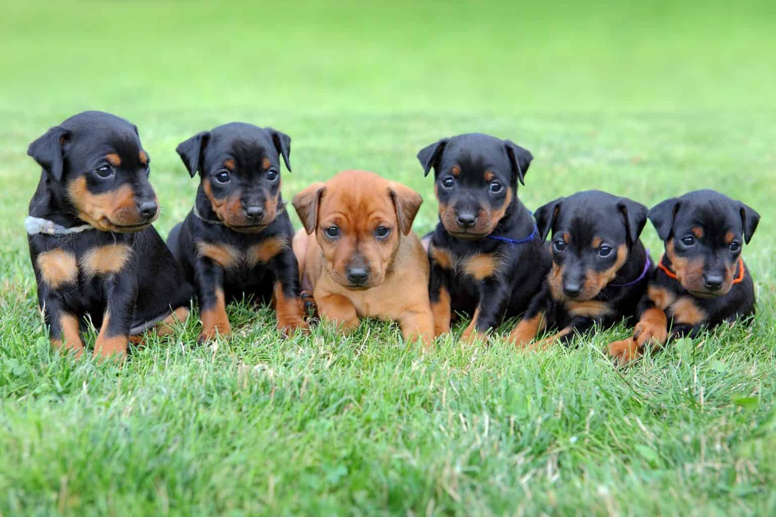 10 Best Miniature Pinscher Breeders (2025 Updated)