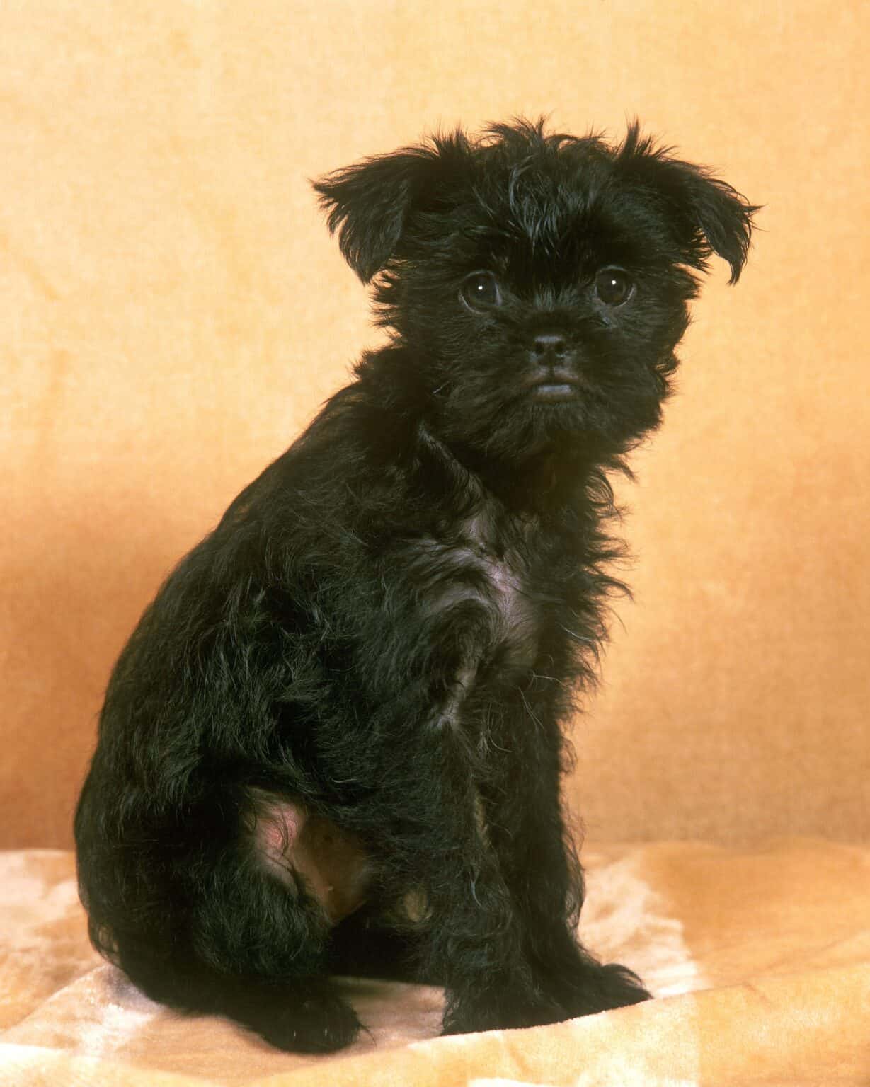 42 Cutest Small Fluffy Dog Breeds (With Pictures!)