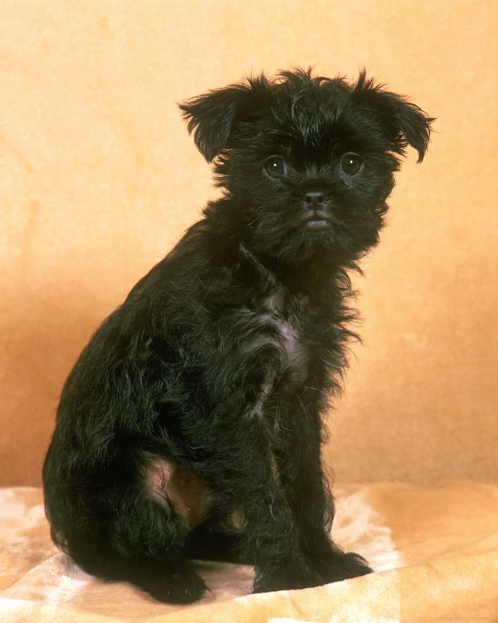 42 Cutest Small Fluffy Dog Breeds (With Pictures!)