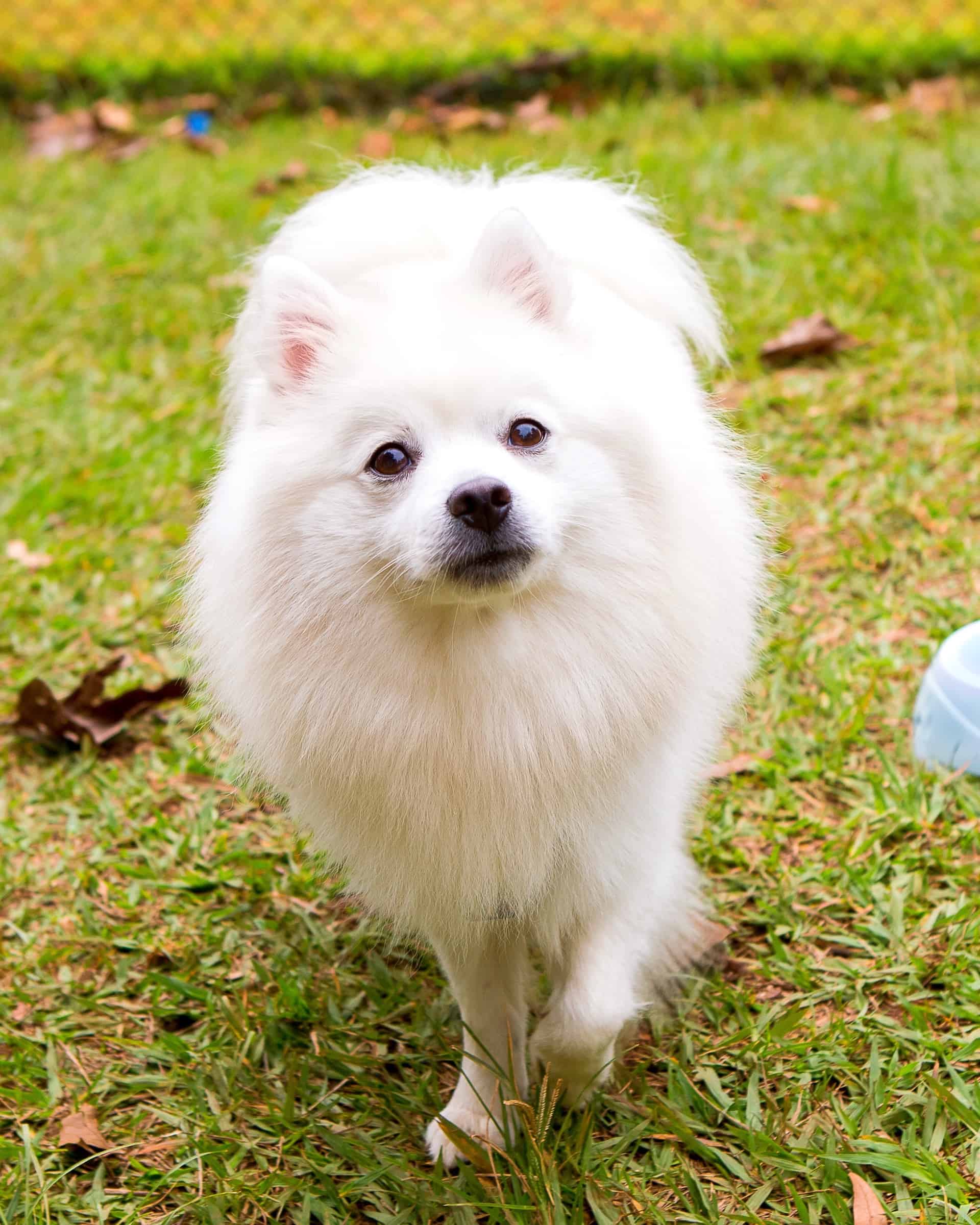 42 Cutest Small Fluffy Dog Breeds (With Pictures!)