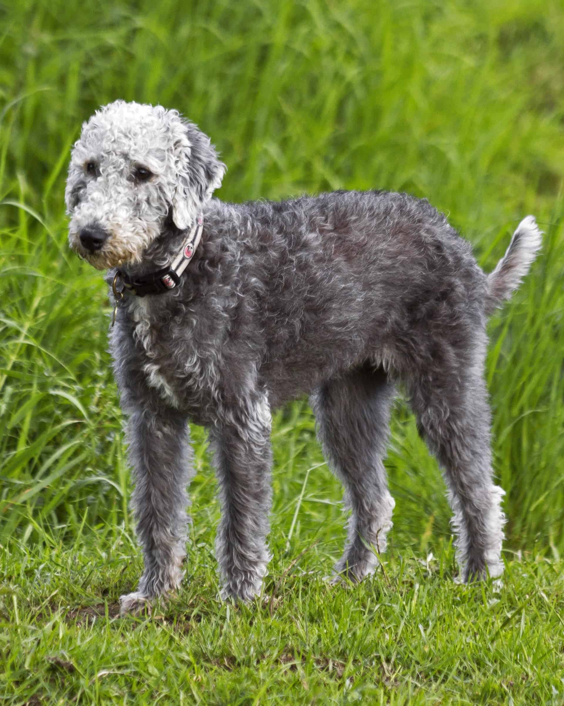 42 Cutest Small Fluffy Dog Breeds (With Pictures!)