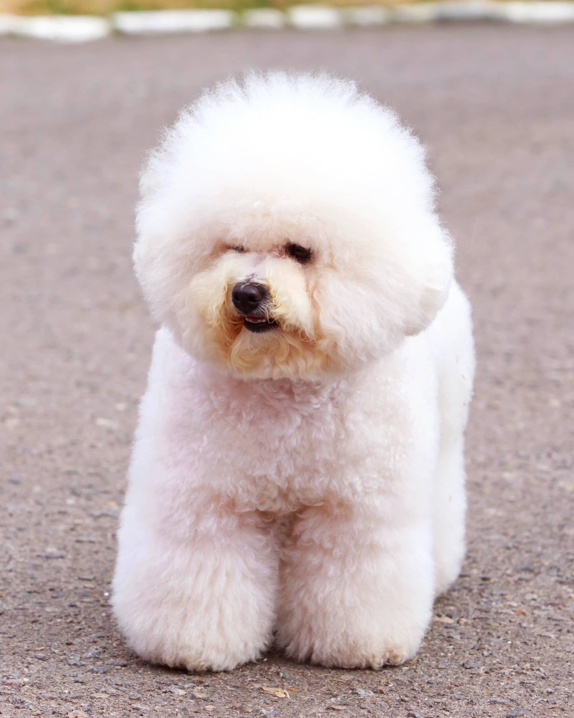 42 Cutest Small Fluffy Dog Breeds (With Pictures!)