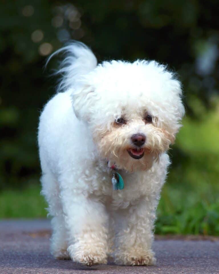 42 Cutest Small Fluffy Dog Breeds (With Pictures!)