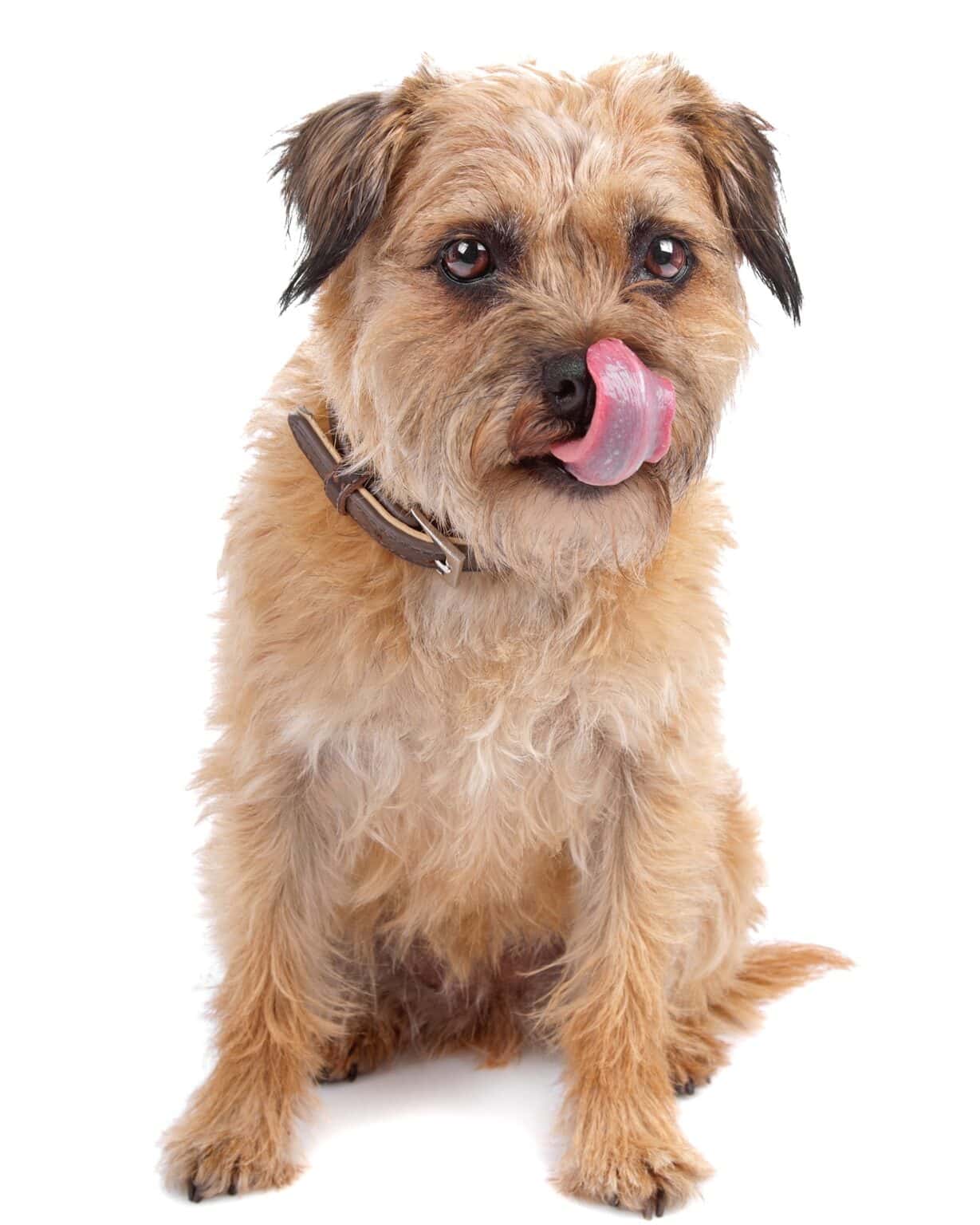 42 Cutest Small Fluffy Dog Breeds (With Pictures!)