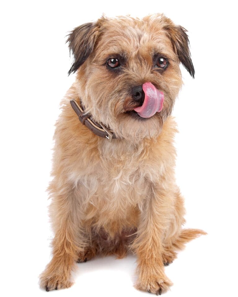 42 Cutest Small Fluffy Dog Breeds (With Pictures!)