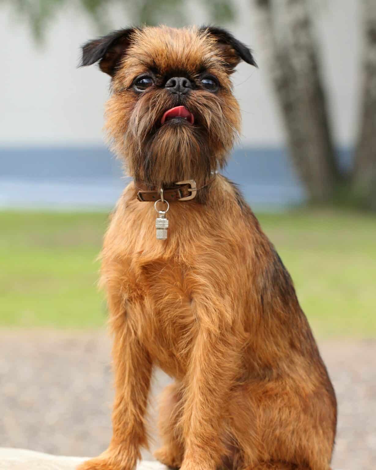 42 Cutest Small Fluffy Dog Breeds (With Pictures!)