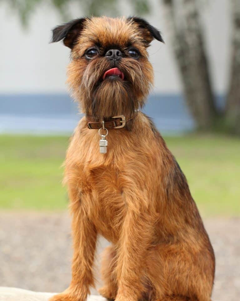 42 Cutest Small Fluffy Dog Breeds (With Pictures!)