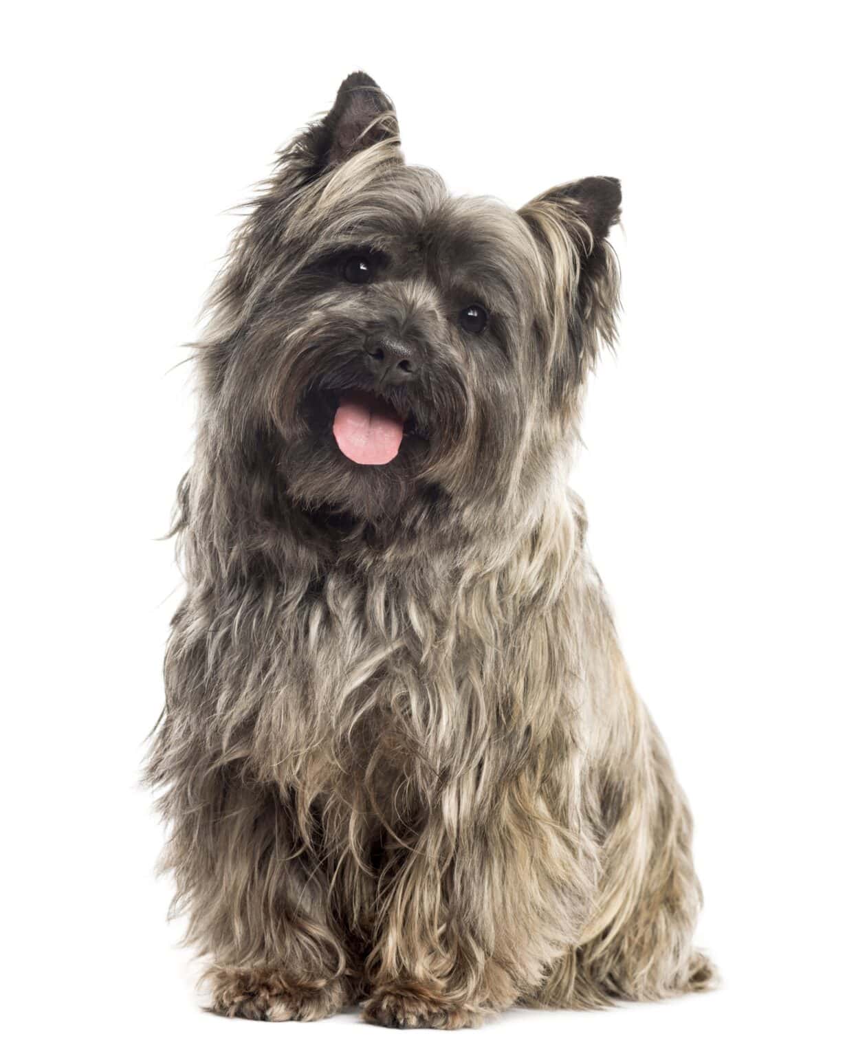 42 Cutest Small Fluffy Dog Breeds (With Pictures!)