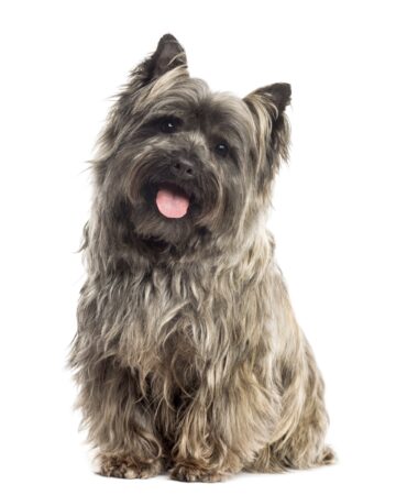 42 Cutest Small Fluffy Dog Breeds (With Pictures!)