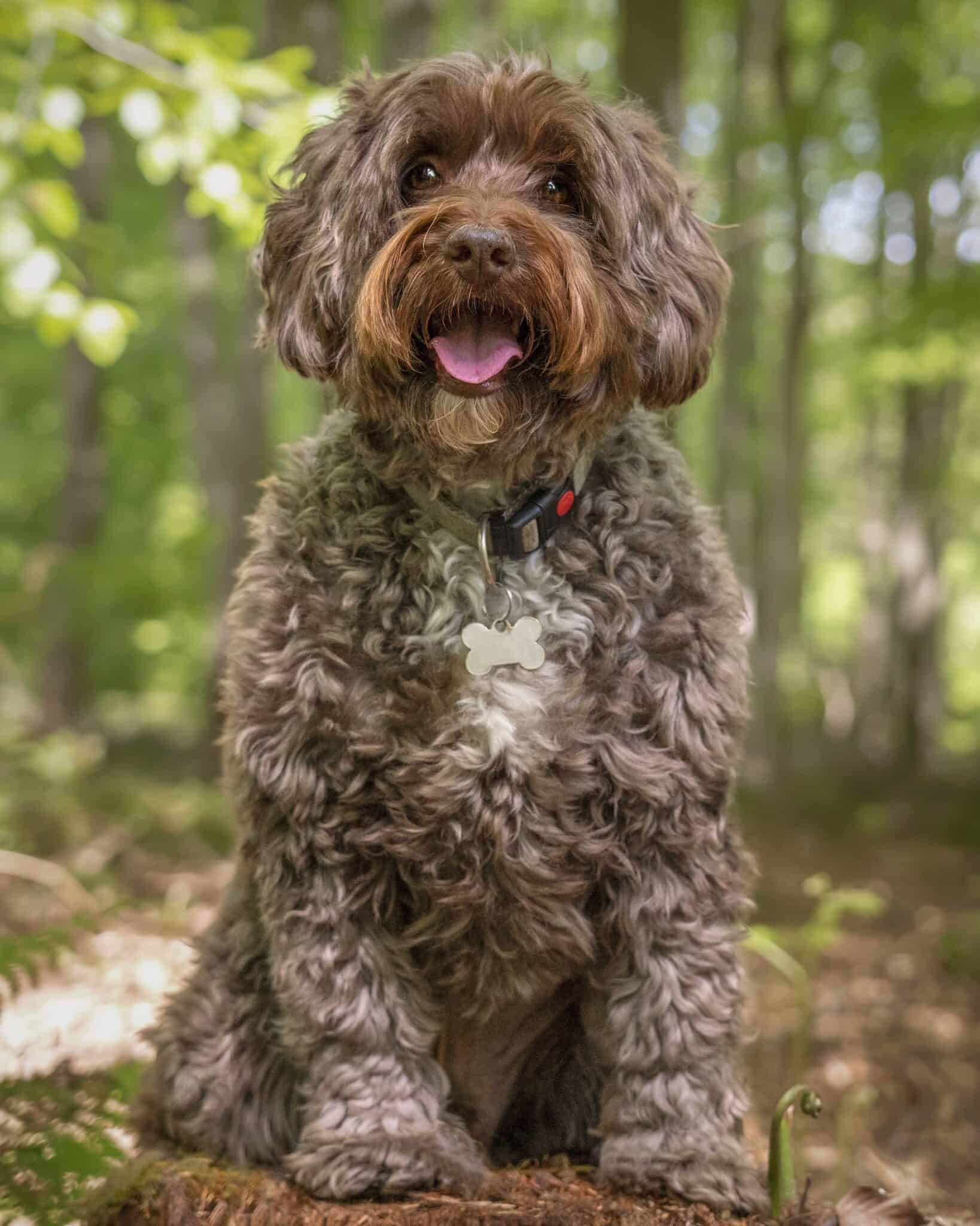 42 Cutest Small Fluffy Dog Breeds (With Pictures!)
