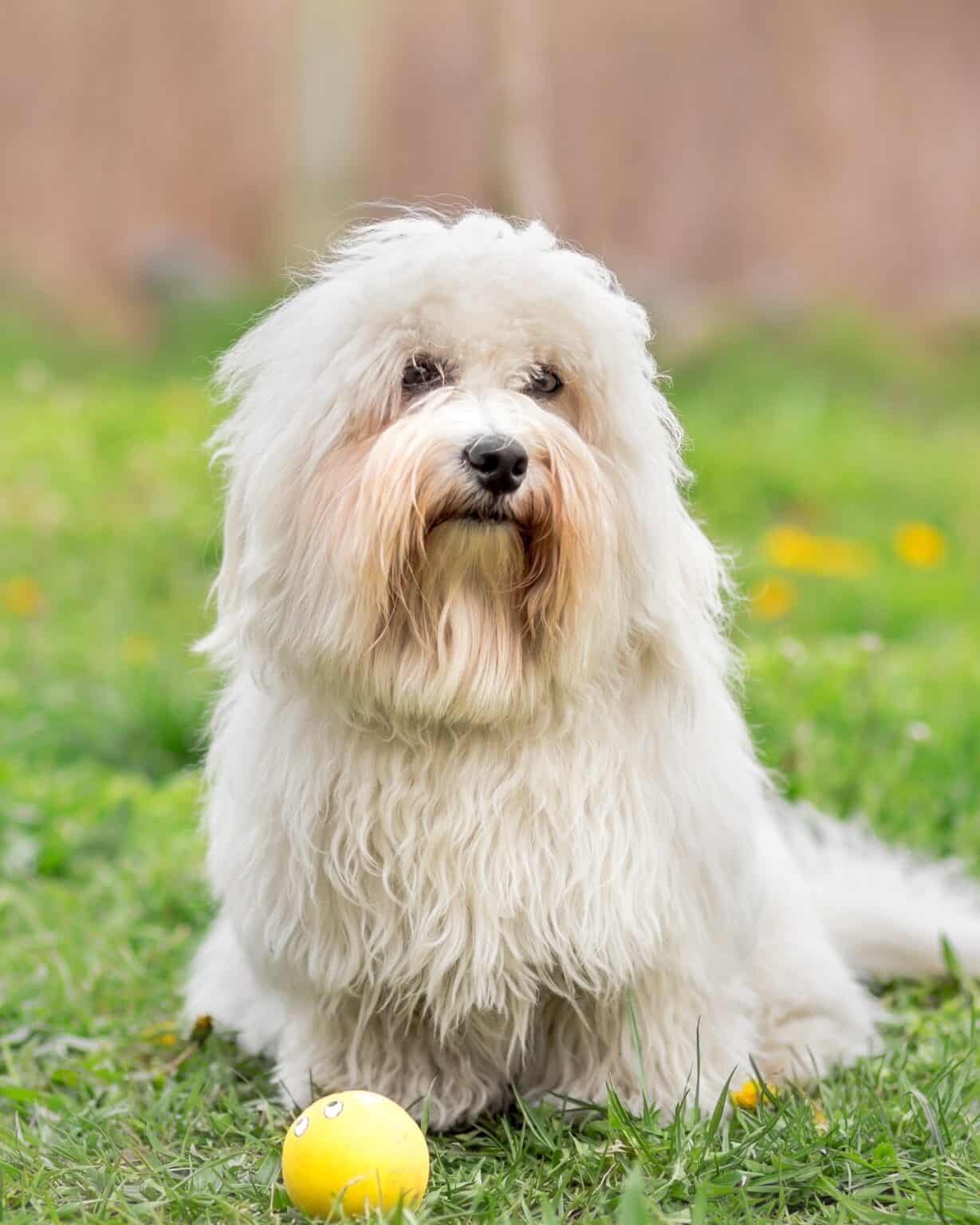 42 Cutest Small Fluffy Dog Breeds (With Pictures!)