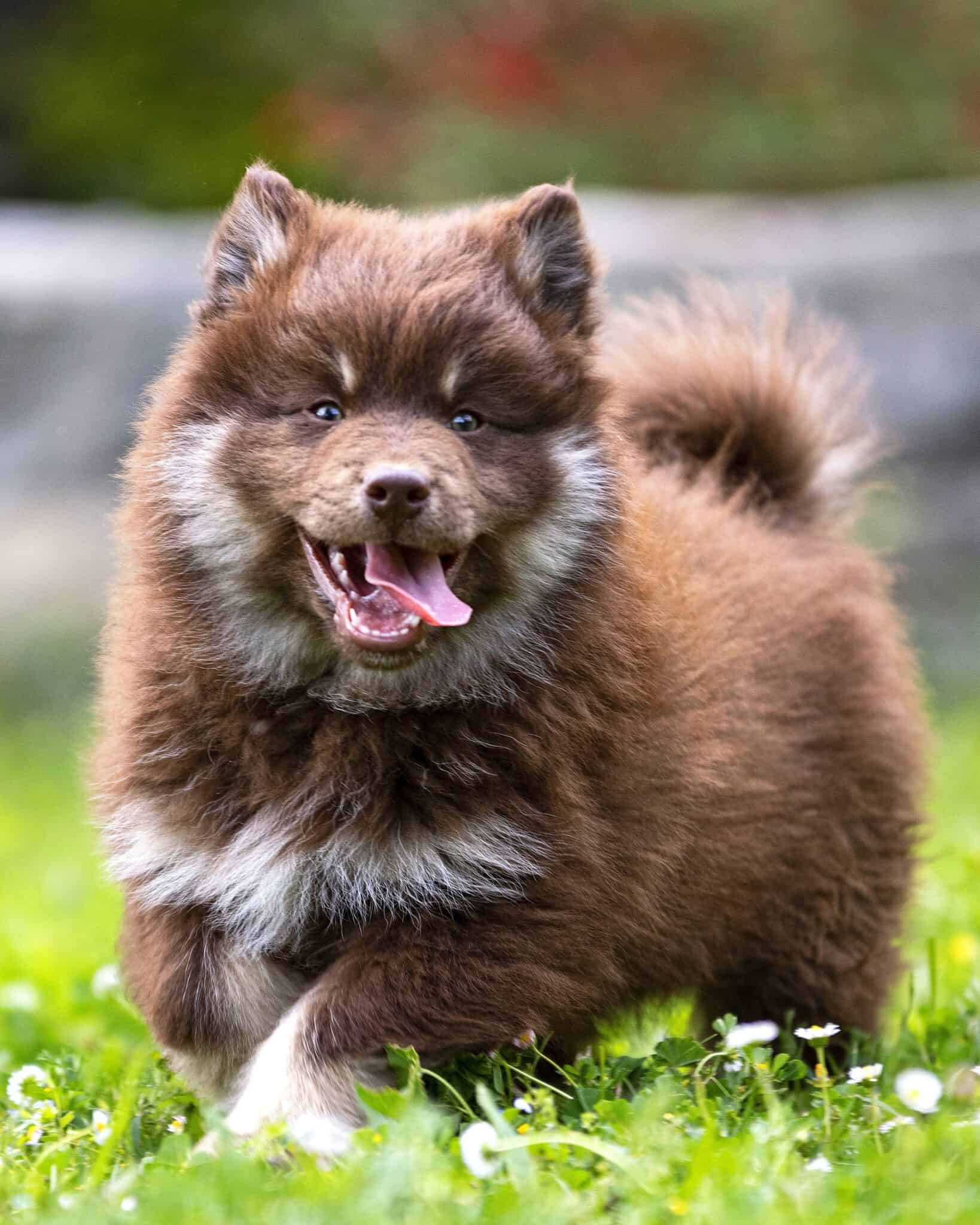 42 Cutest Small Fluffy Dog Breeds (With Pictures!)