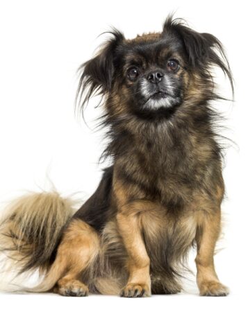 42 Cutest Small Fluffy Dog Breeds (With Pictures!)