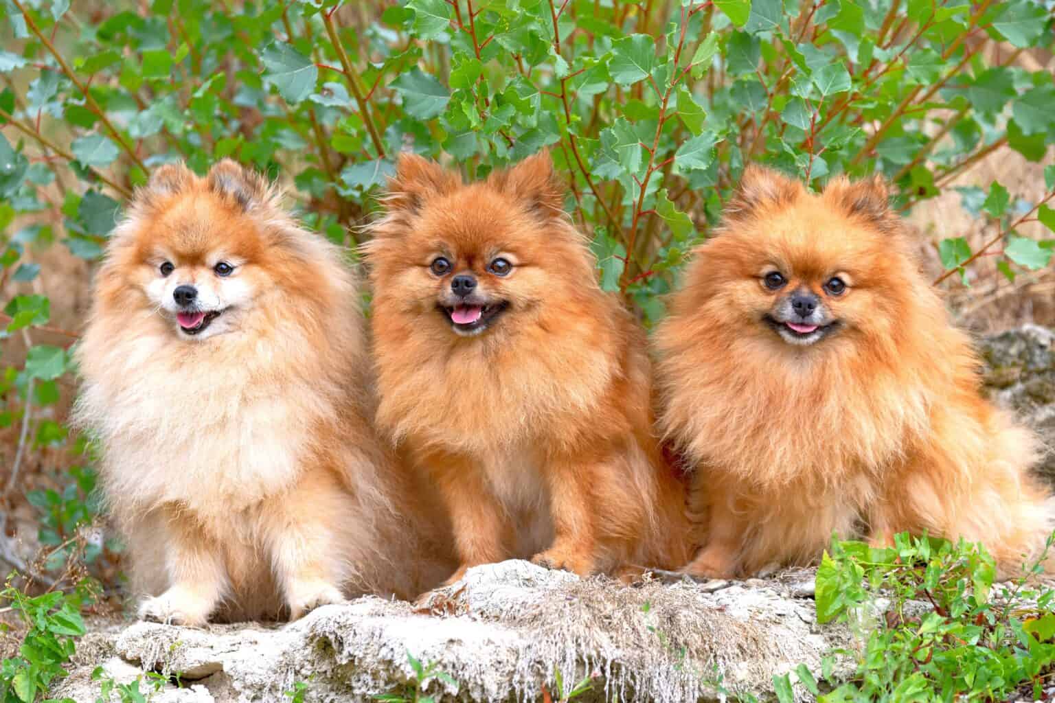42 Cutest Small Fluffy Dog Breeds (With Pictures!)