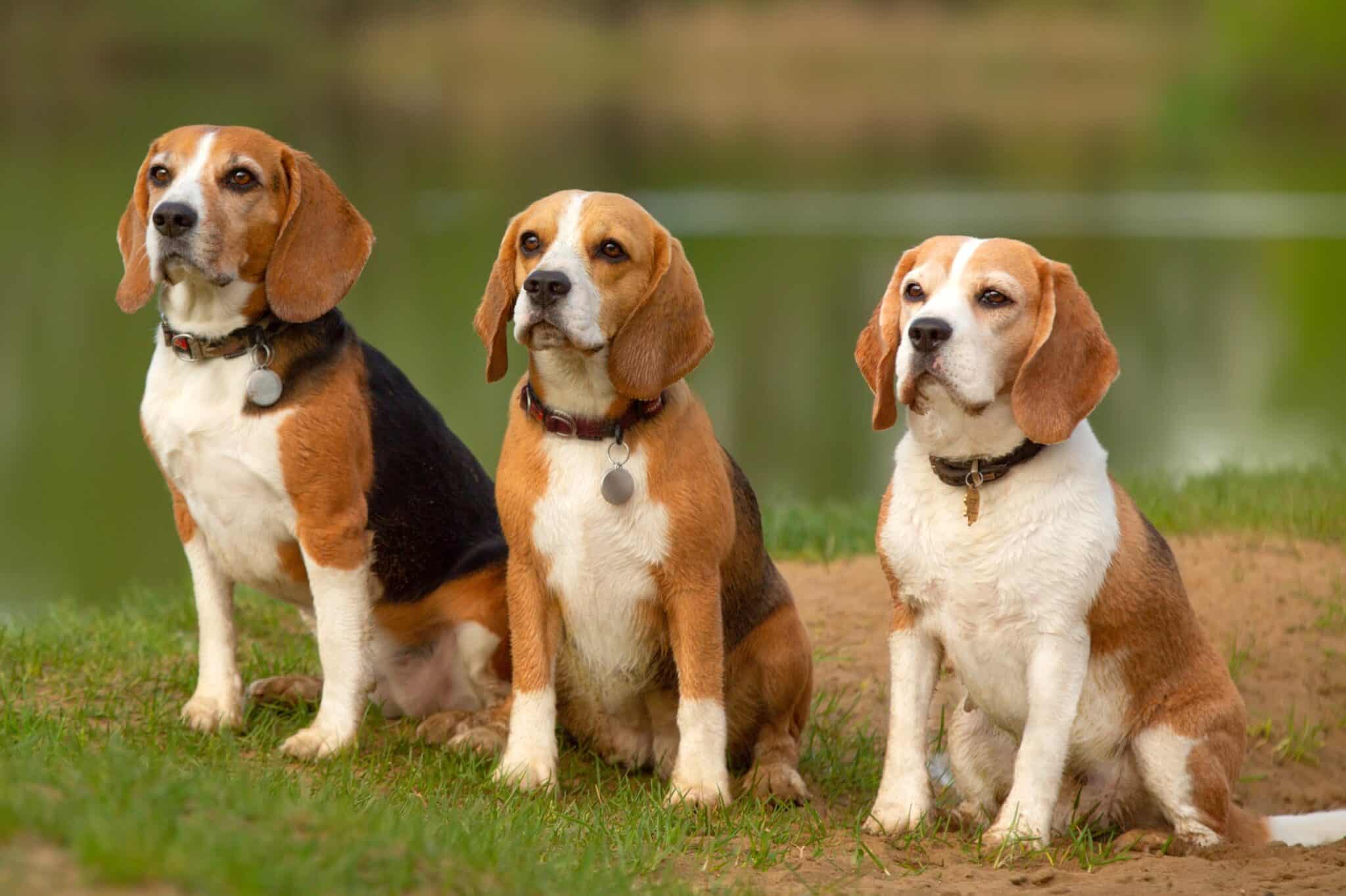 26 Beagle Colors and Markings (With Pictures)