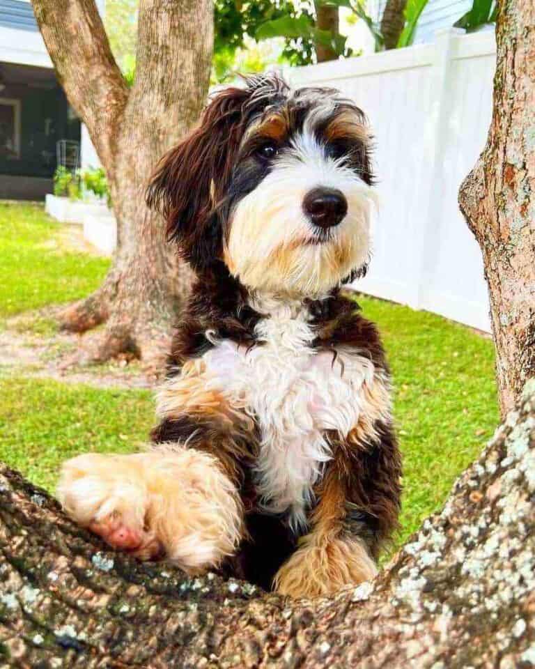 Mini Bernedoodle | Breed Info, Size, Pictures & Facts
