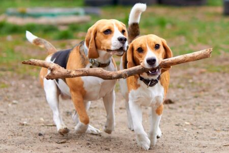 26 Beagle Colors and Markings (With Pictures)