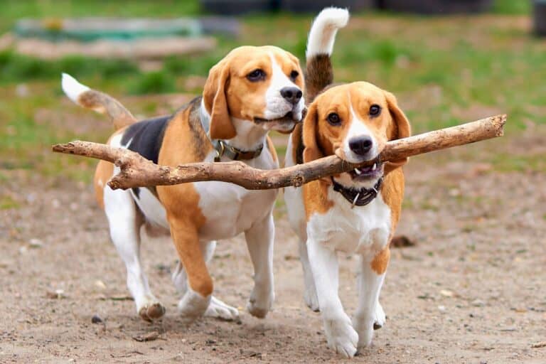26 Beagle Colors and Markings (With Pictures)