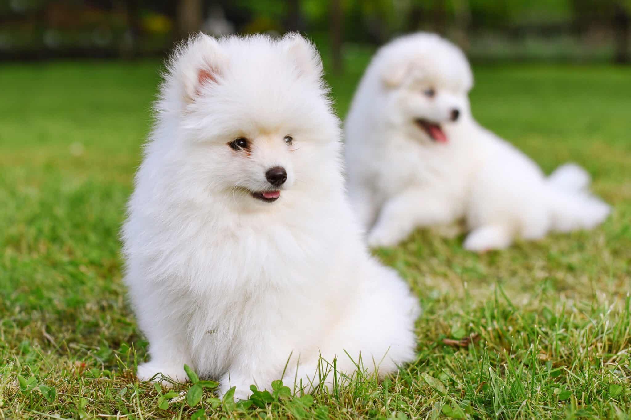 10 Best Pomsky Breeders (2024 Updated) - Happy Dog Breeds