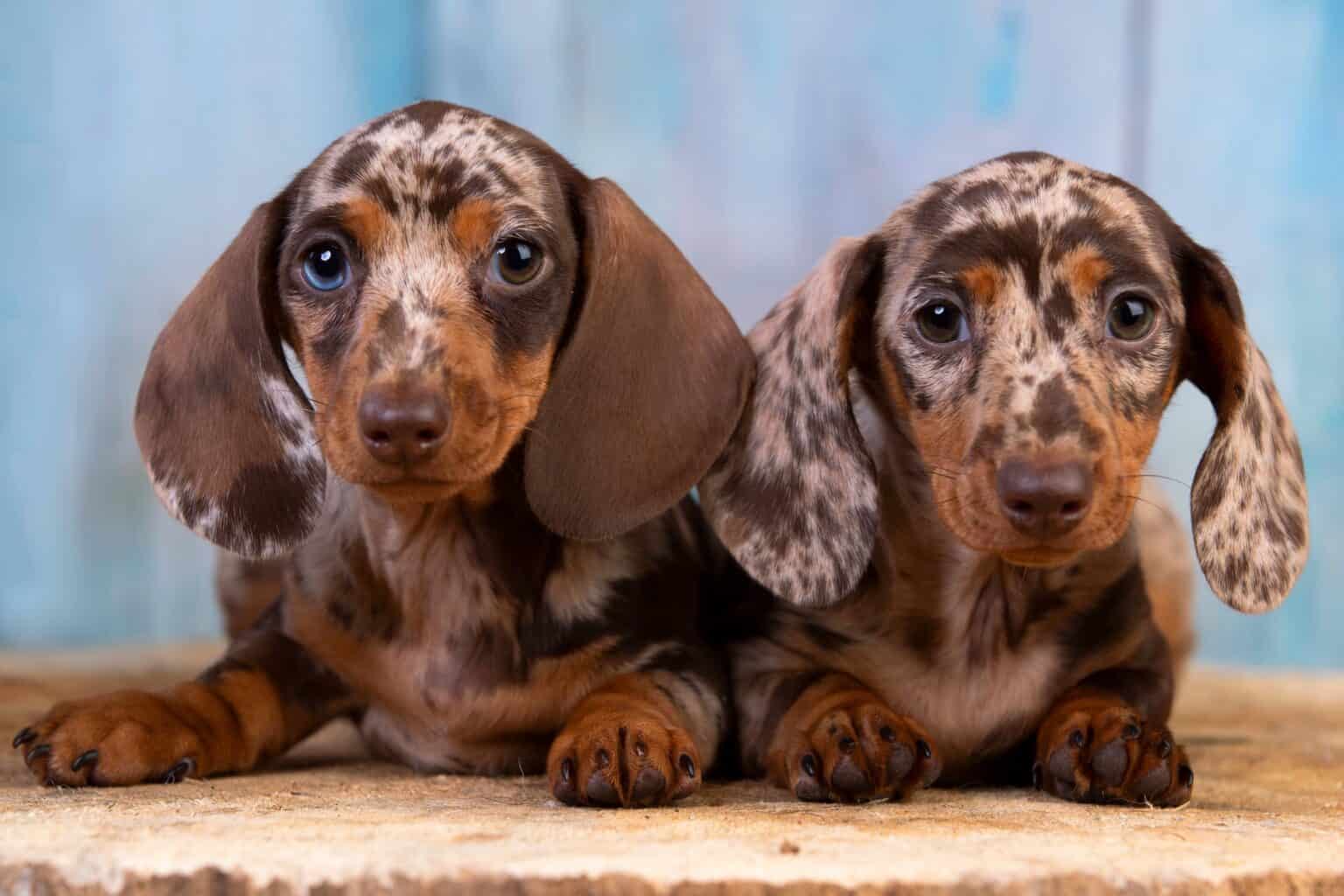 Dapple Dachshund: Breed Info, Patterns, Traits & Pictures