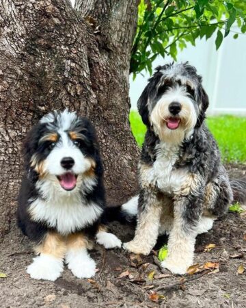 Mini Bernedoodle | Breed Info, Size, Pictures & Facts