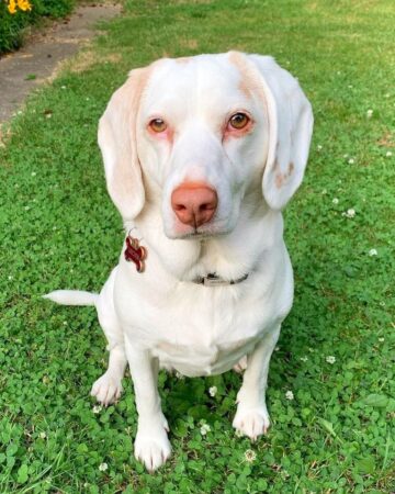 26 Beagle Colors and Markings (With Pictures)