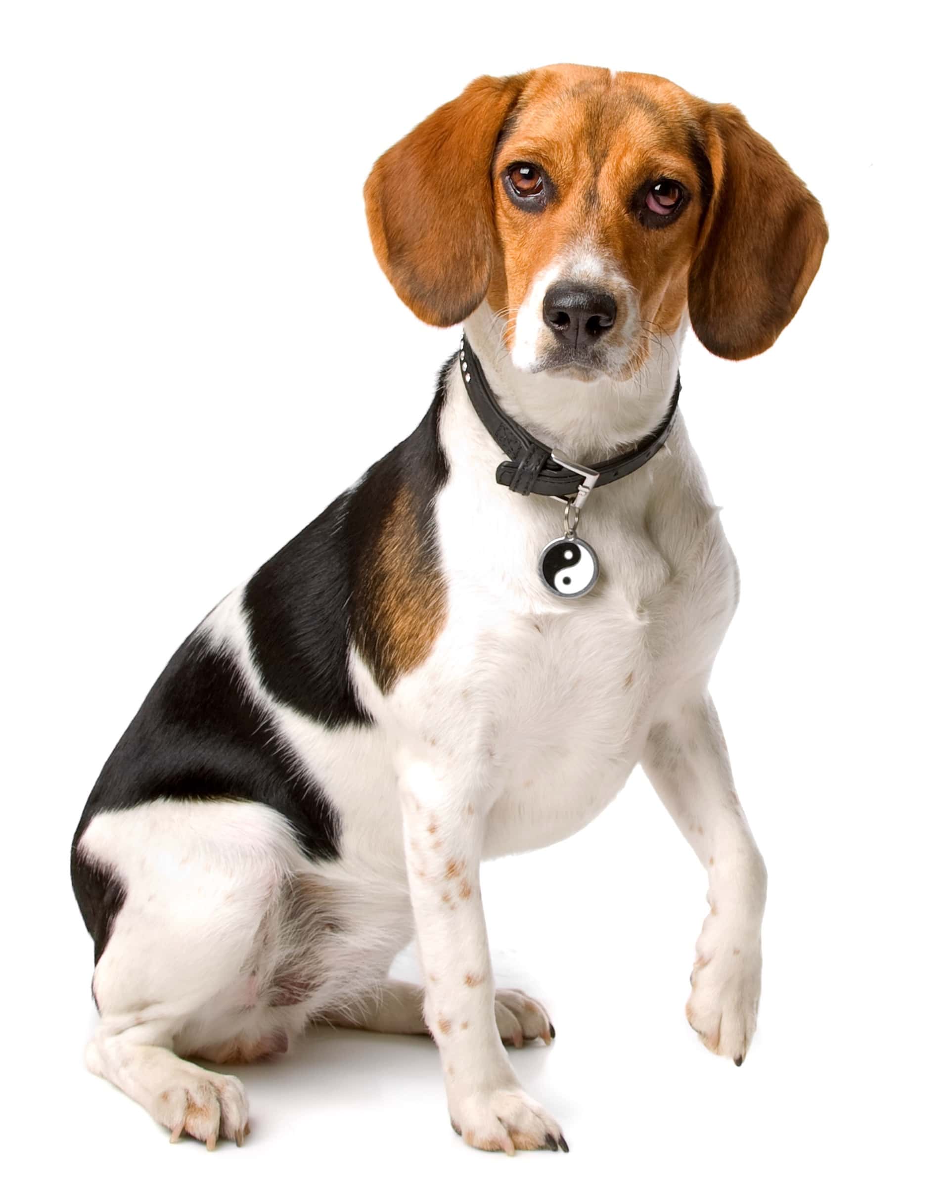 26 Beagle Colors and Markings (With Pictures)
