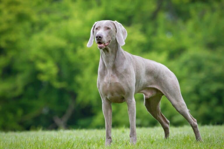 10 Best Weimaraner Breeders 2026 Updated