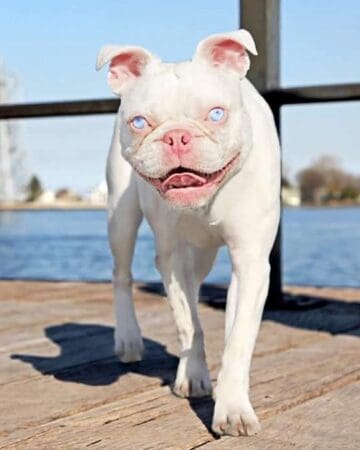 26 Boston Terrier Colors Explained (With Pictures)