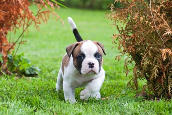 How Much Does a Cockapoo Cost? (2025 Updated)