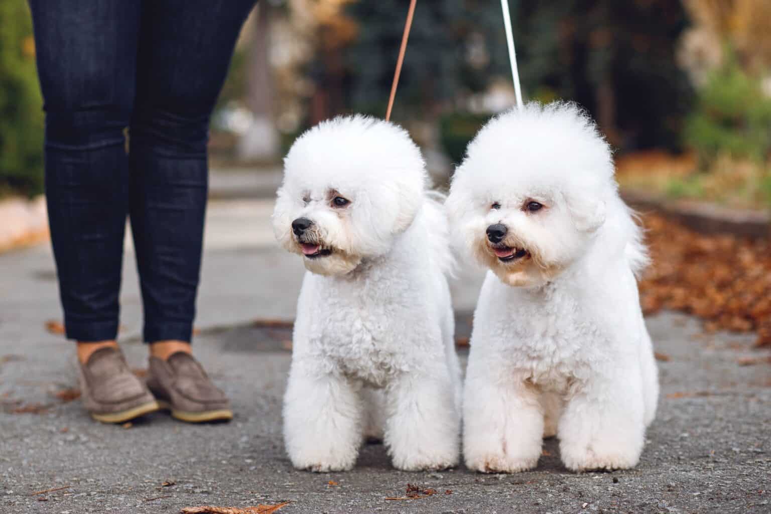How Much Does a Bichon Frise Cost? (2025 Updated)