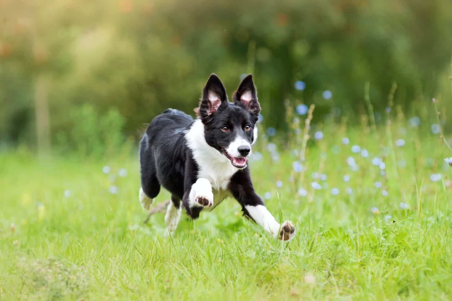 How Much Does a Border Collie Cost? (2025 Updated)
