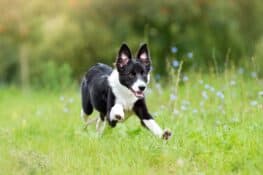 How Much Does a Border Collie Cost? (2025 Updated)