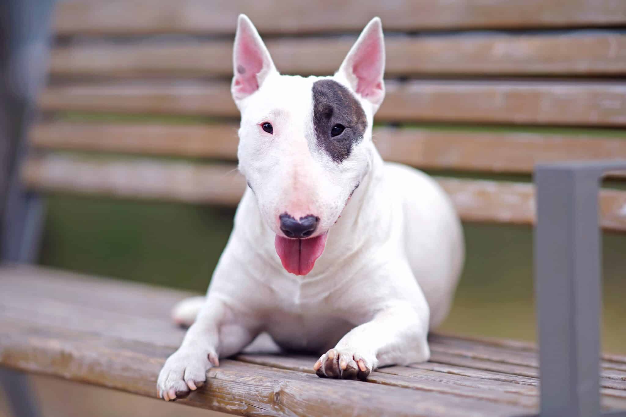 How Much Does a Bull Terrier Cost? (2025 Updated)