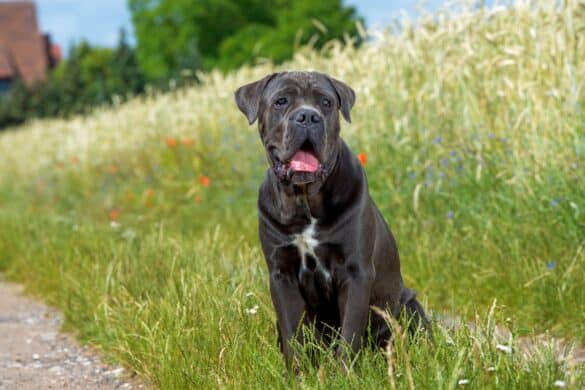 How Much Does a Cane Corso Cost? (2026 Updated)