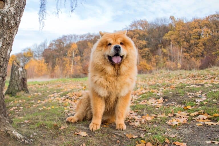 How Much Does a Chow Chow Cost? (2025 Updated)
