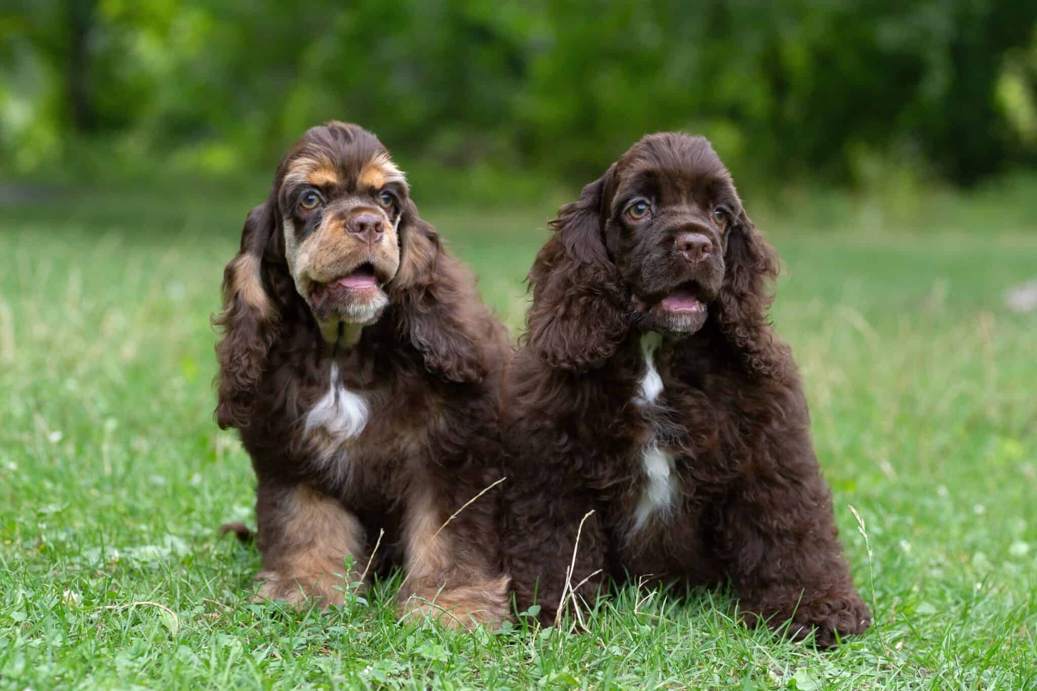 How Much Does a Cocker Spaniel Cost? (2025 Updated)