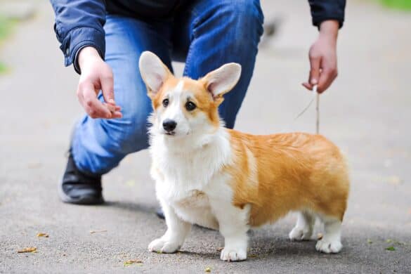 How Much Does a Corgi Cost? (2025 Updated)